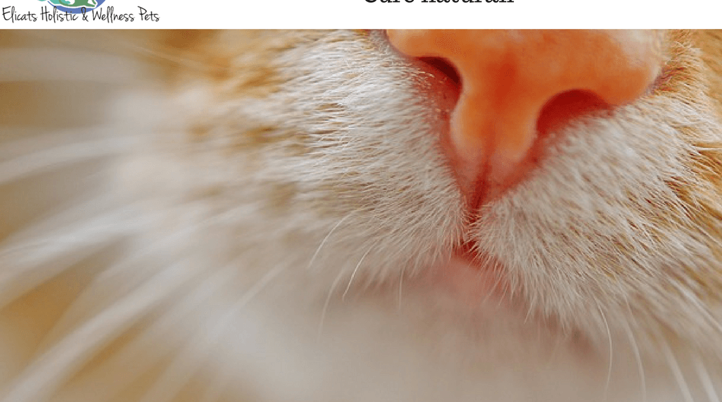 Acne felina Curarla con Acne Fee Idrolati FMS Sulfur Complex