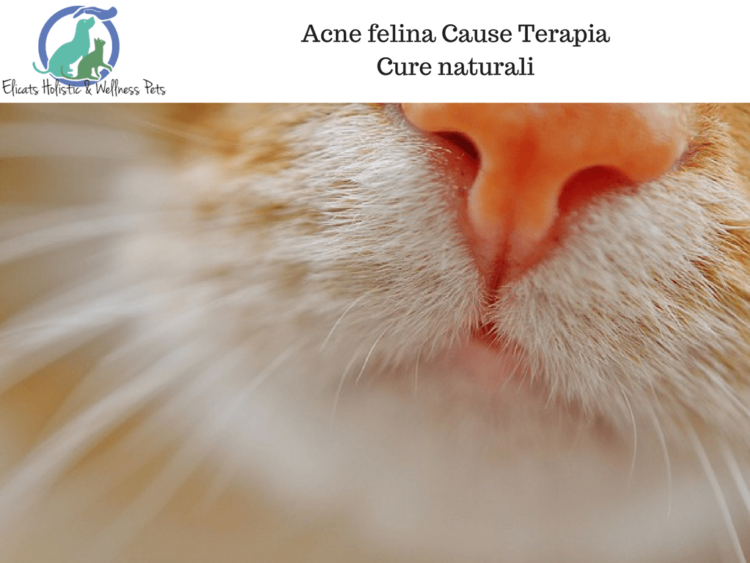 Acne felina Rimedi Naturali Il mio Prontuario + Drenaggio