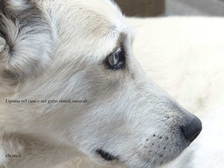 Come Curare un lipoma nel cane Quando Operare il mio protocollo e i ...