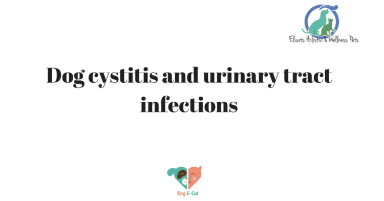 Dog cystitis and urinary tract infections Elicats.it