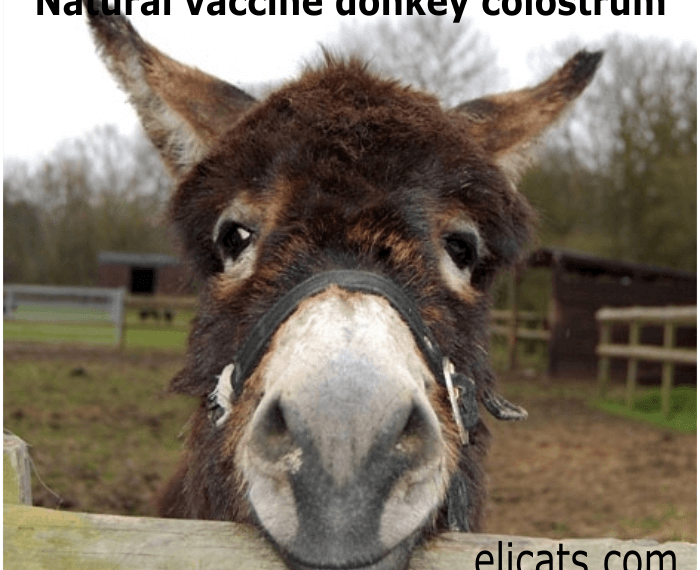 Natural vaccine donkey colostrum Elicats.it