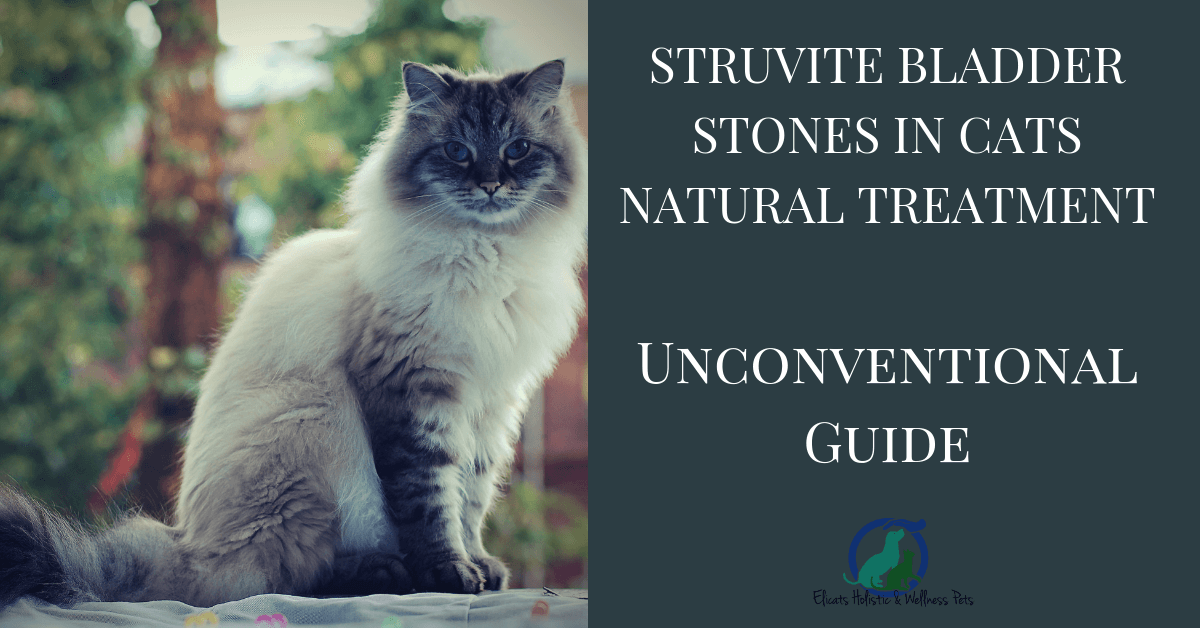 Struvite Bladder Stones in cats Natural Treatment Elicats.it