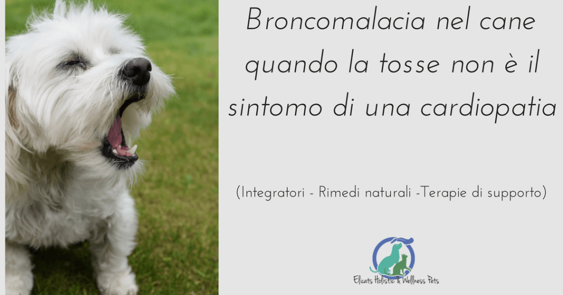 Broncomalacia nel cane quando la tosse non è il sintomo di una cardiopatia