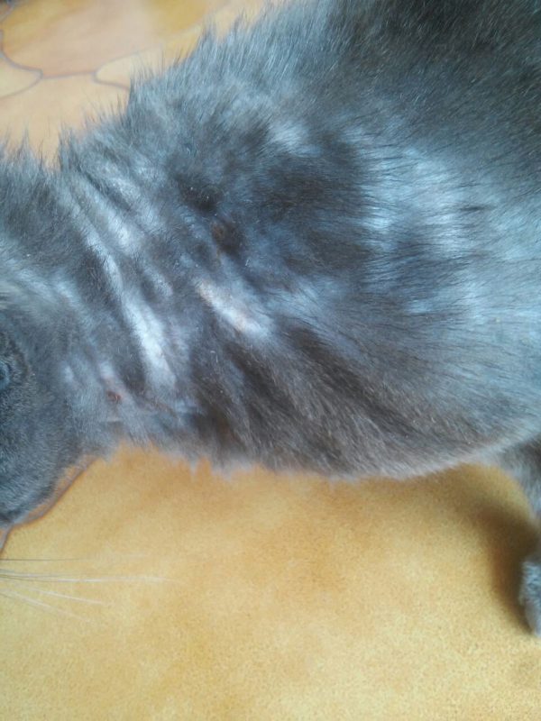 Dermatite nel gatto Cause, Lesioni Cure Naturali Funzionali ...