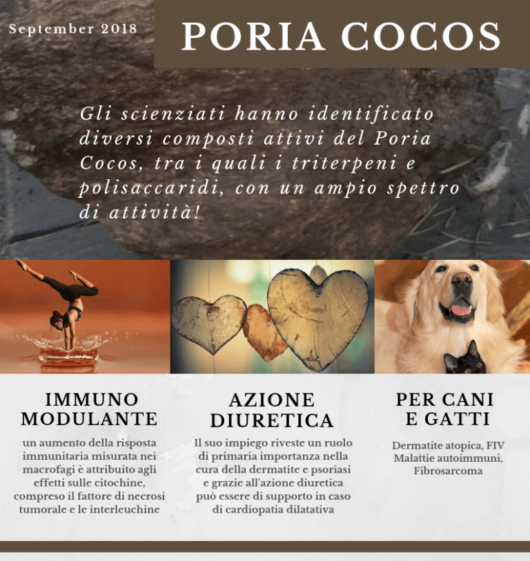 Poria Cocos l'immunomodulante dalla Dermatite Atopica al Cancro (Rif.)