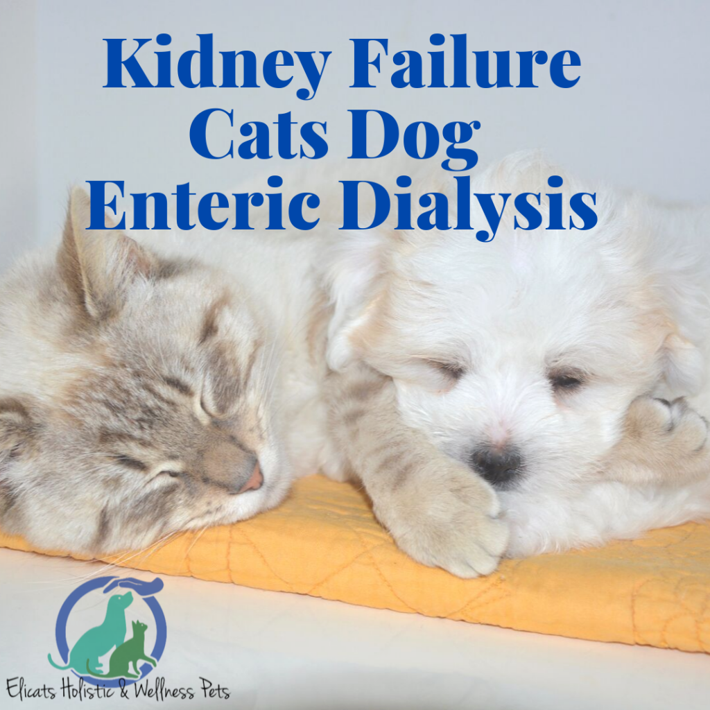 Enteric Dialysis cat dog Chronic kidney disease Elicats.it