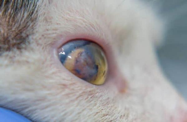 Gatto occhio semichiuso Cosa fare per infezione ed infiammazione