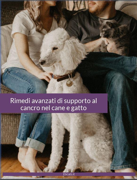 Tumore mammario nel cane Aspettativa Cure di supporto Elicats.it